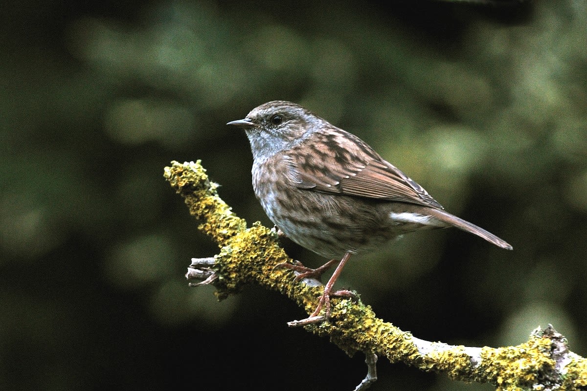 Natuurjournaal: herken poep van de groene specht