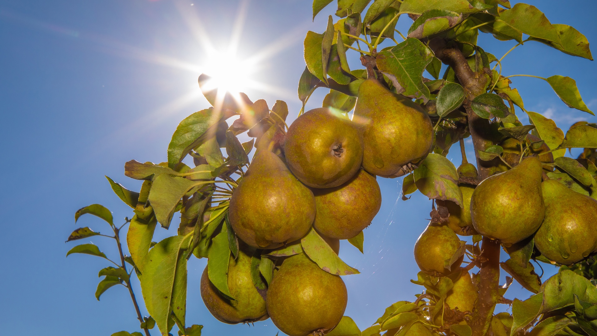 14-daagse weersverwachting Almelo | Weeronline