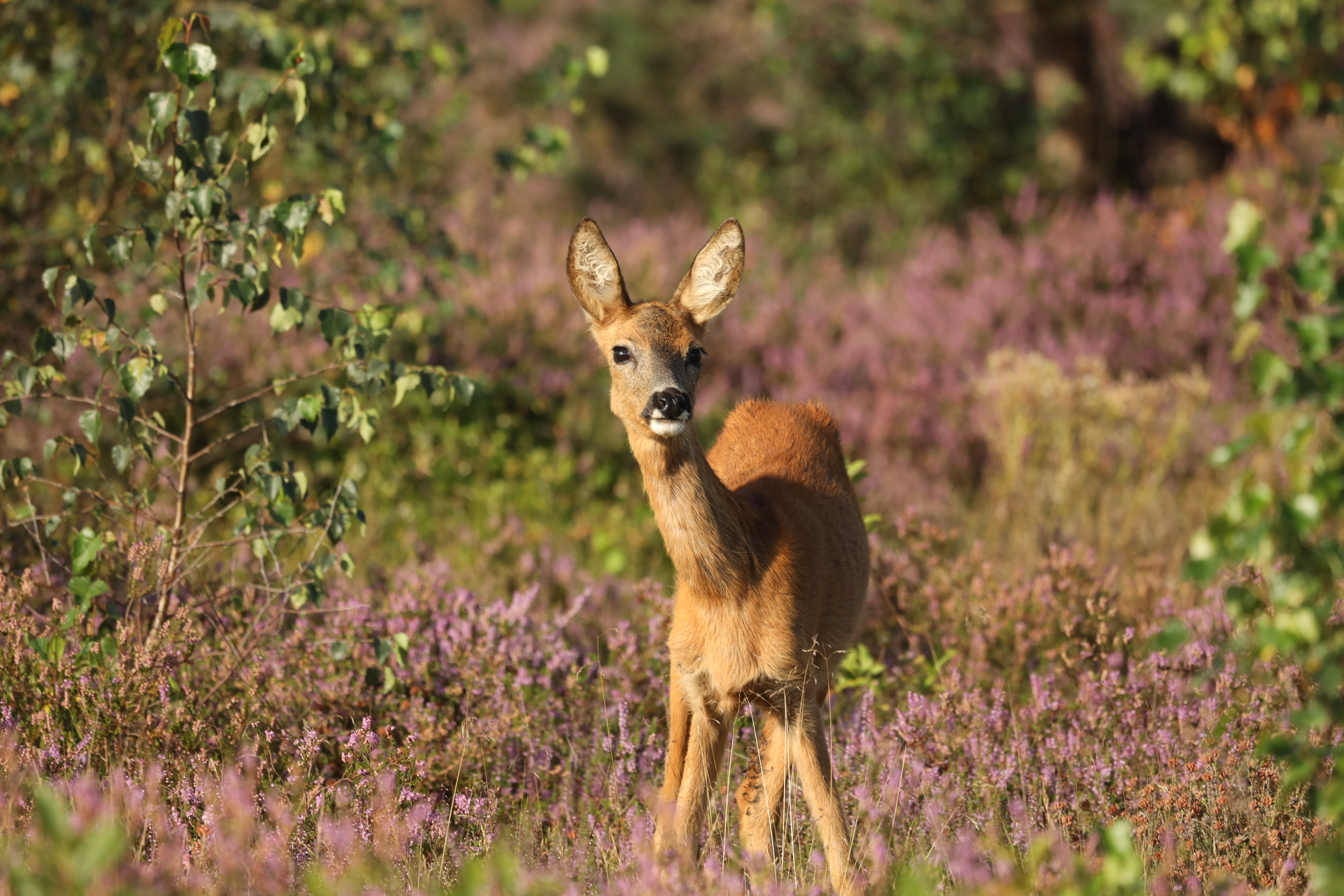 Het is weer de tijd van de bloeiende heide