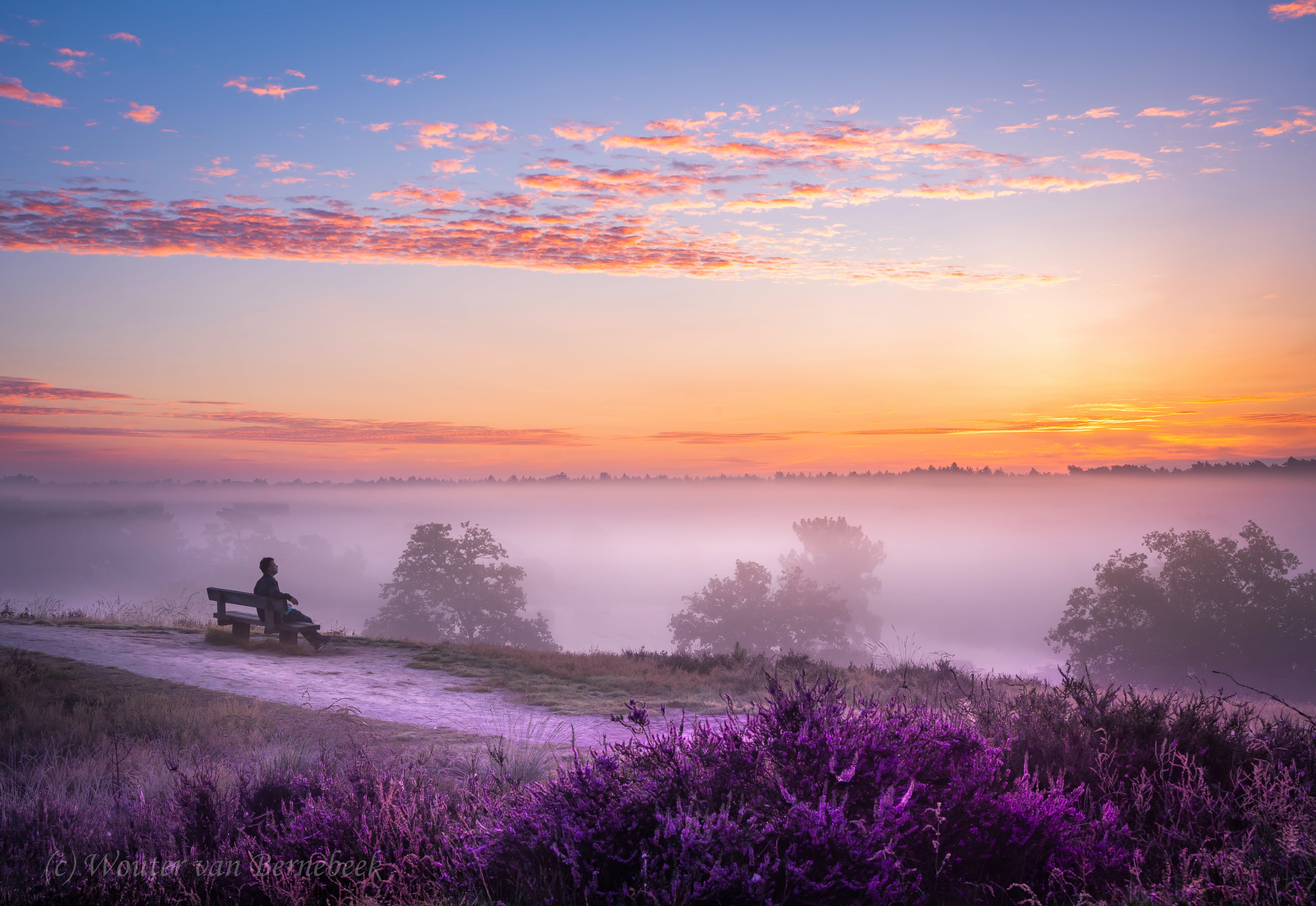 Het is weer de tijd van de bloeiende heide
