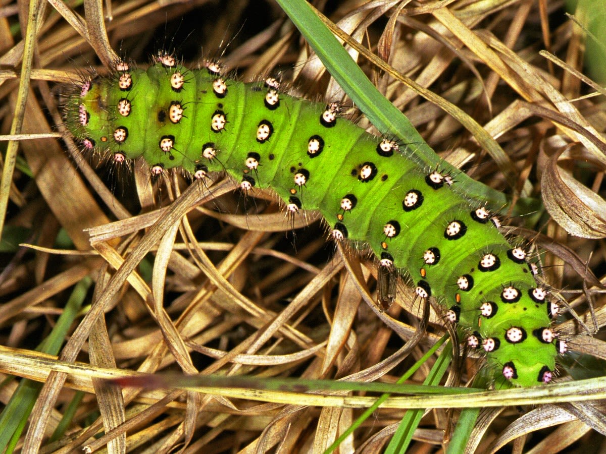 Natuurjournaal: blauwe vlinders en groene rupsen