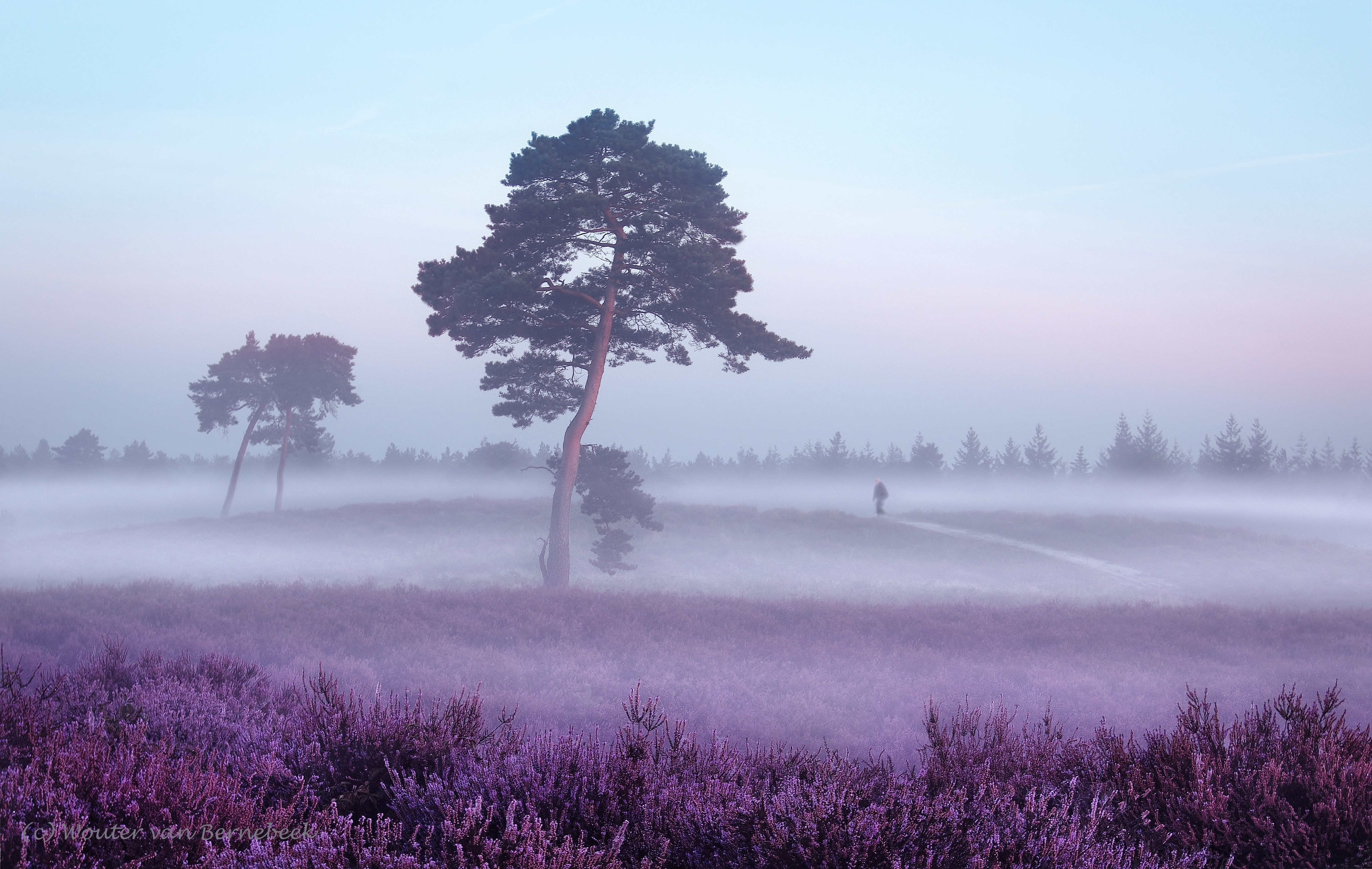 Het is weer de tijd van de bloeiende heide