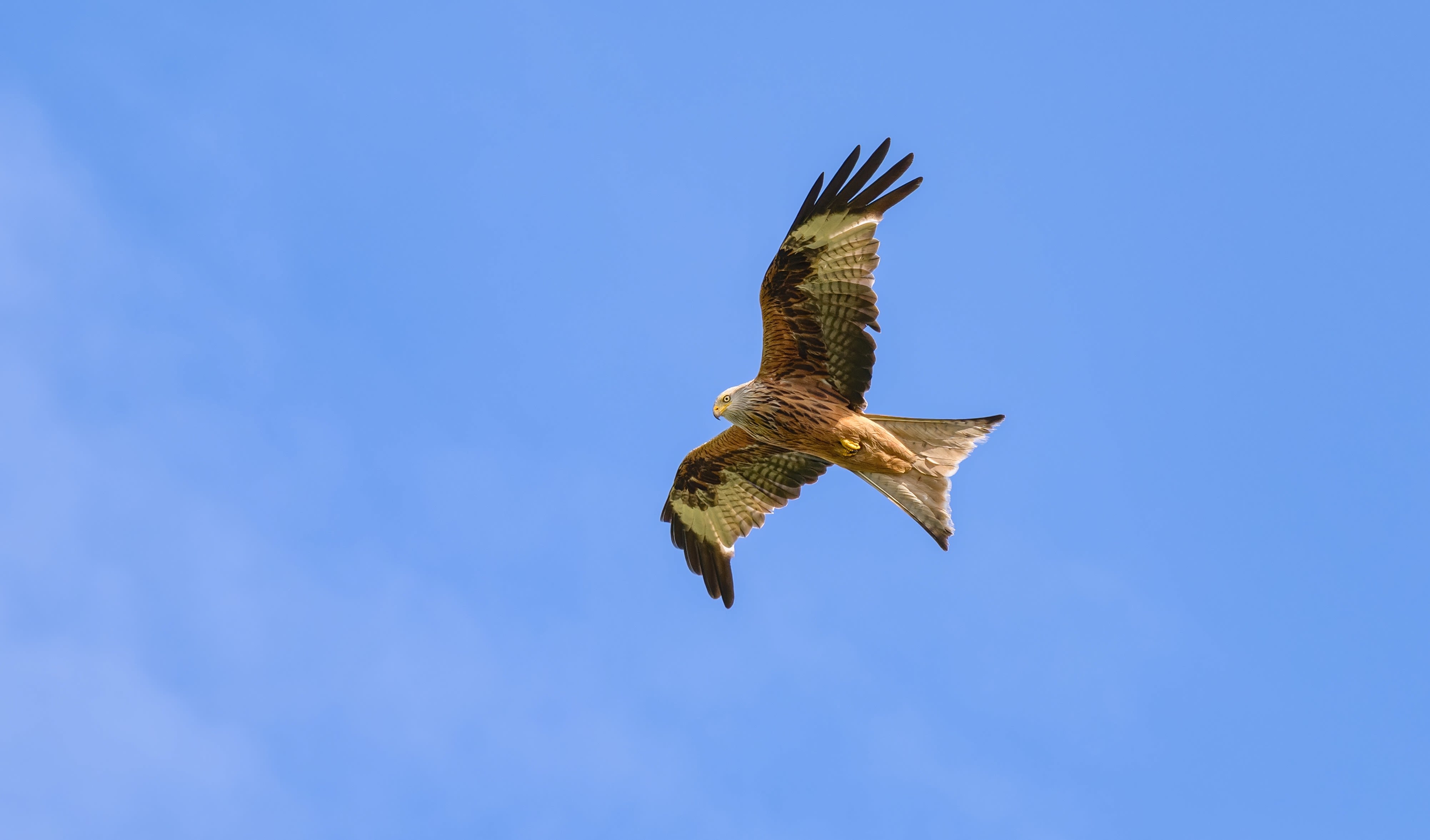 Zo gevaarlijk zijn windmolens voor vogels