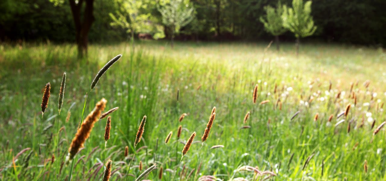 Extra hooikoortsklachten door buien