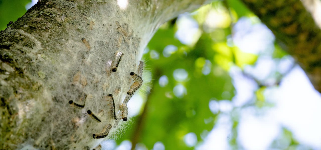 Overlast eikenprocessierups erger door buien