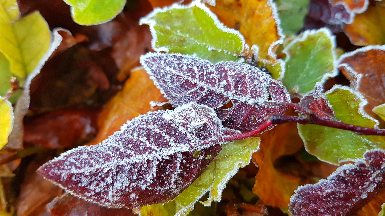 Het is de eerste officiële vorstdag van het najaar