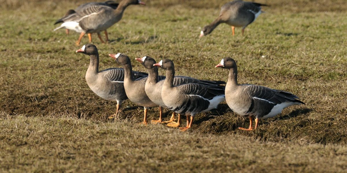 Natuurjournaal: Wild zwijn is drachtig & welke gans wordt het meest gezien?